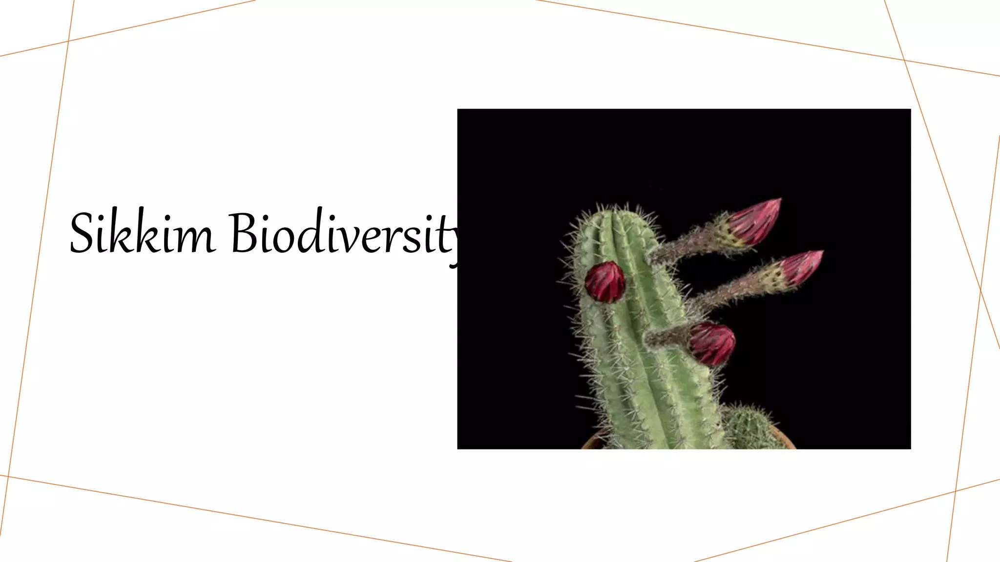 Sikkim Project File (presentation) | PPTX