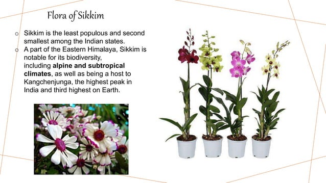 Sikkim Project File (presentation) | PPTX | Food & Drink