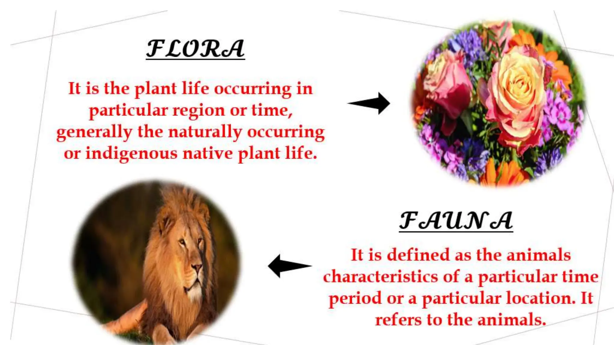 sikkim beauty and its diverse flora and fauna.pptx