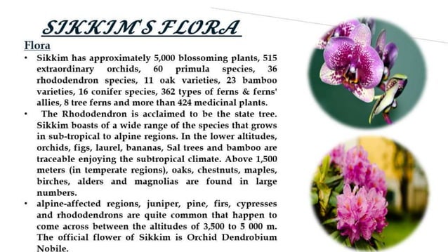 sikkim beauty and its diverse flora and fauna.pptx