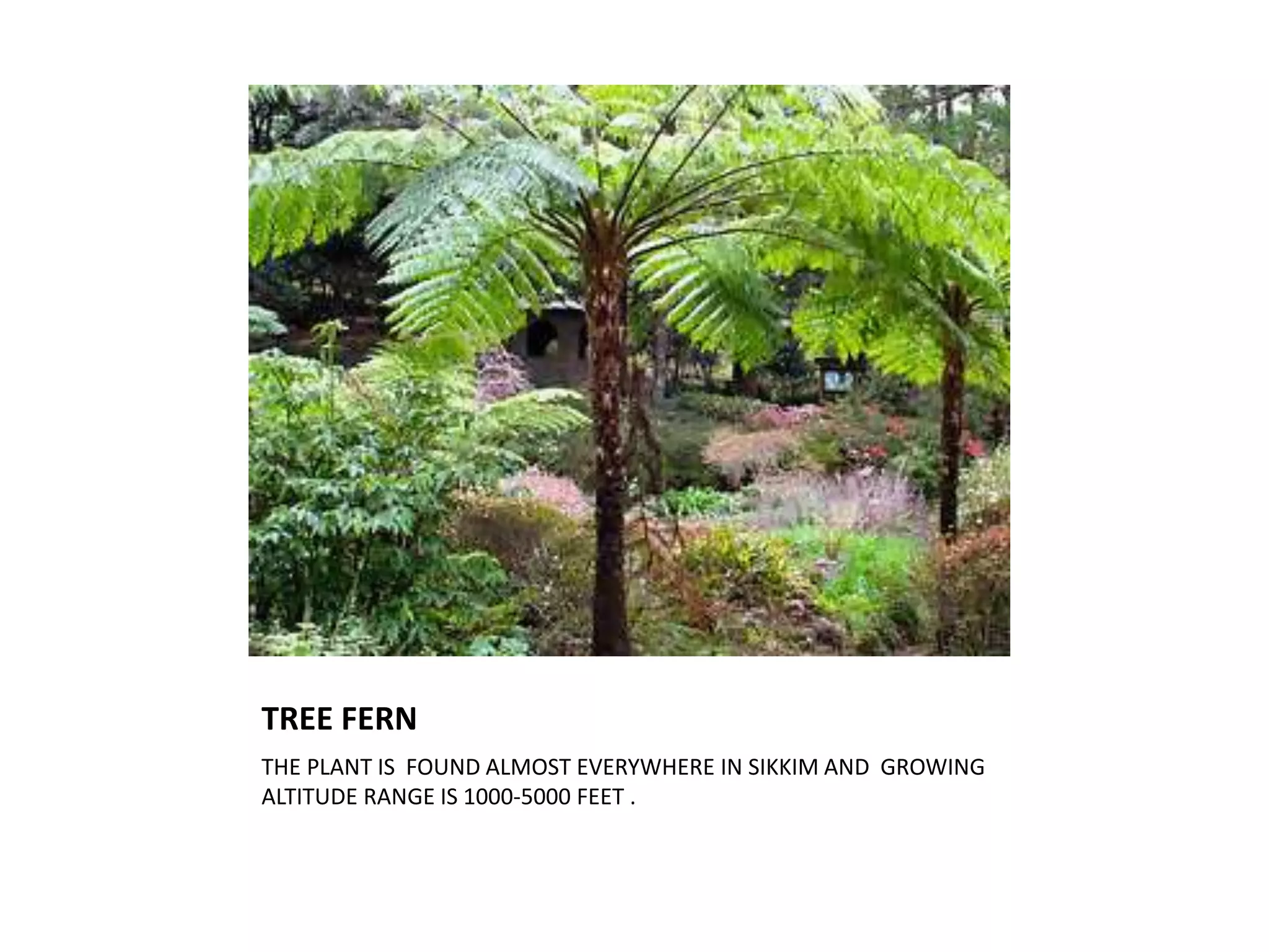 Sikkim flora | PPTX