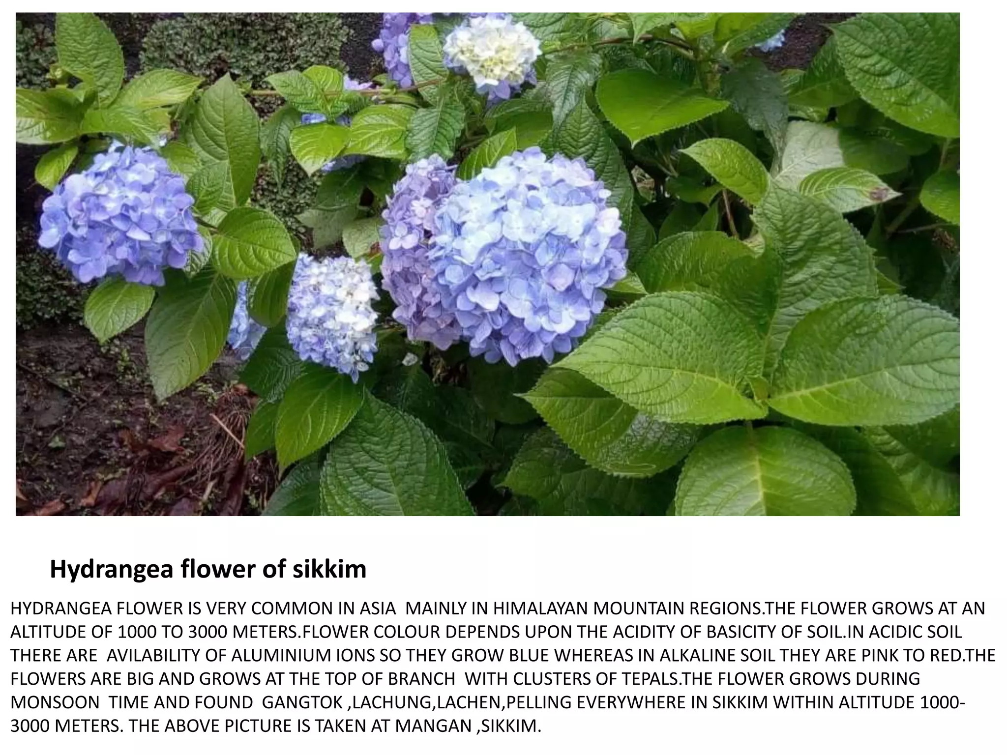 Sikkim flora | PPTX