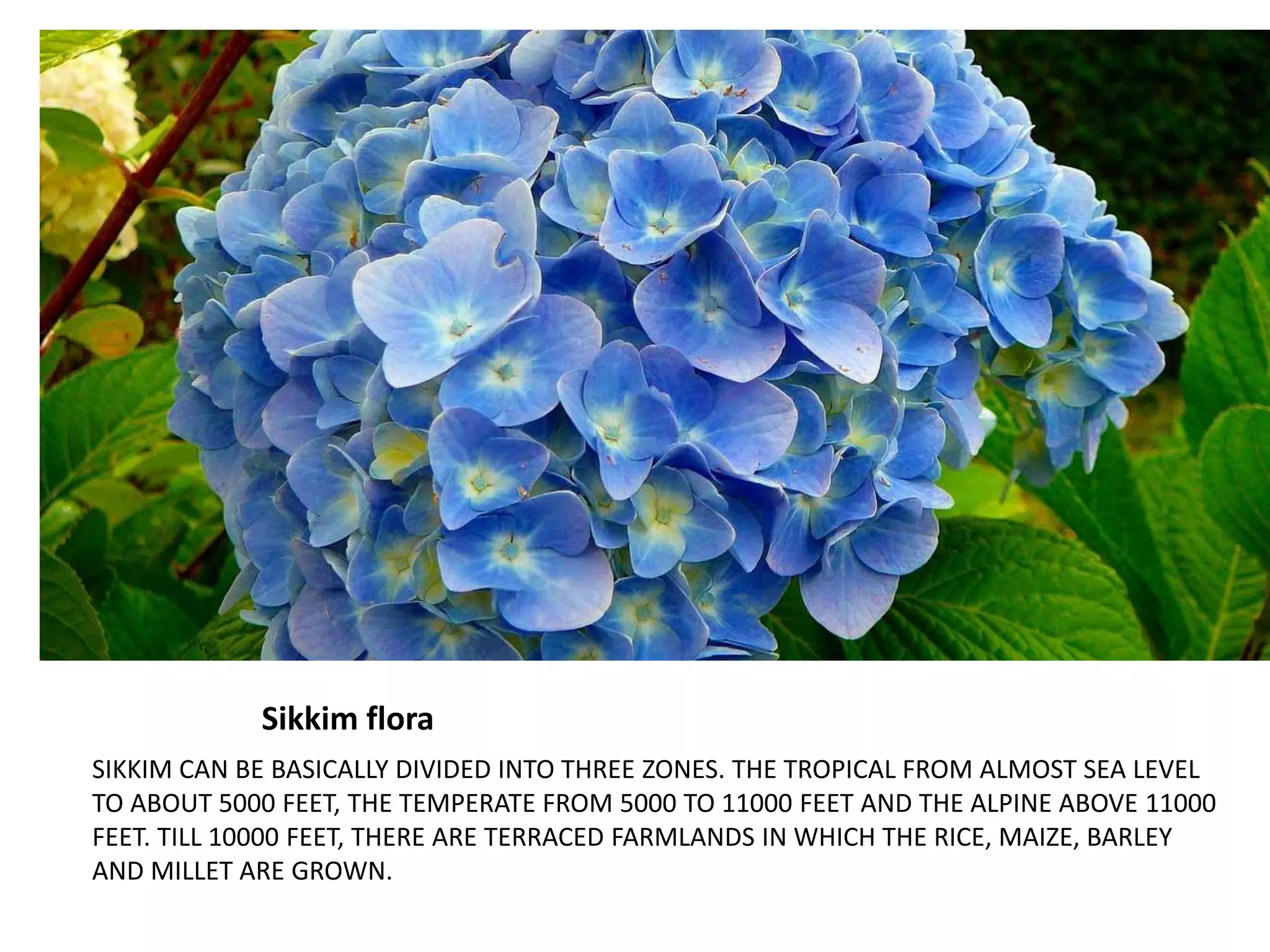Sikkim flora | PPT