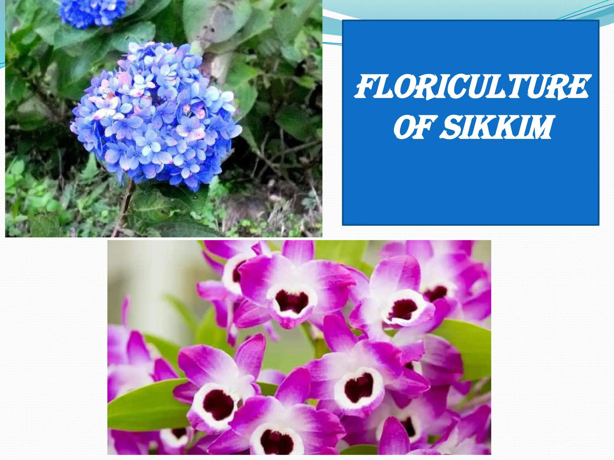 SIKKIM PROJECT OF SCIENCE PPT of floriculture | PPTX