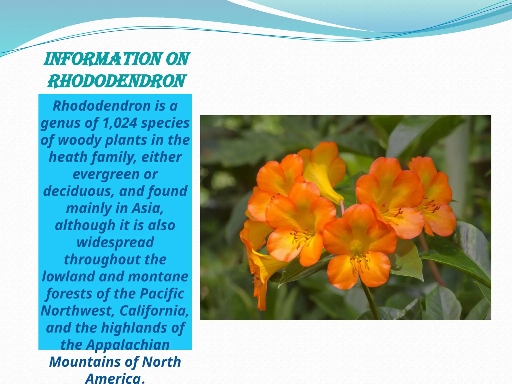 SIKKIM PROJECT OF SCIENCE PPT of floriculture | PPTX