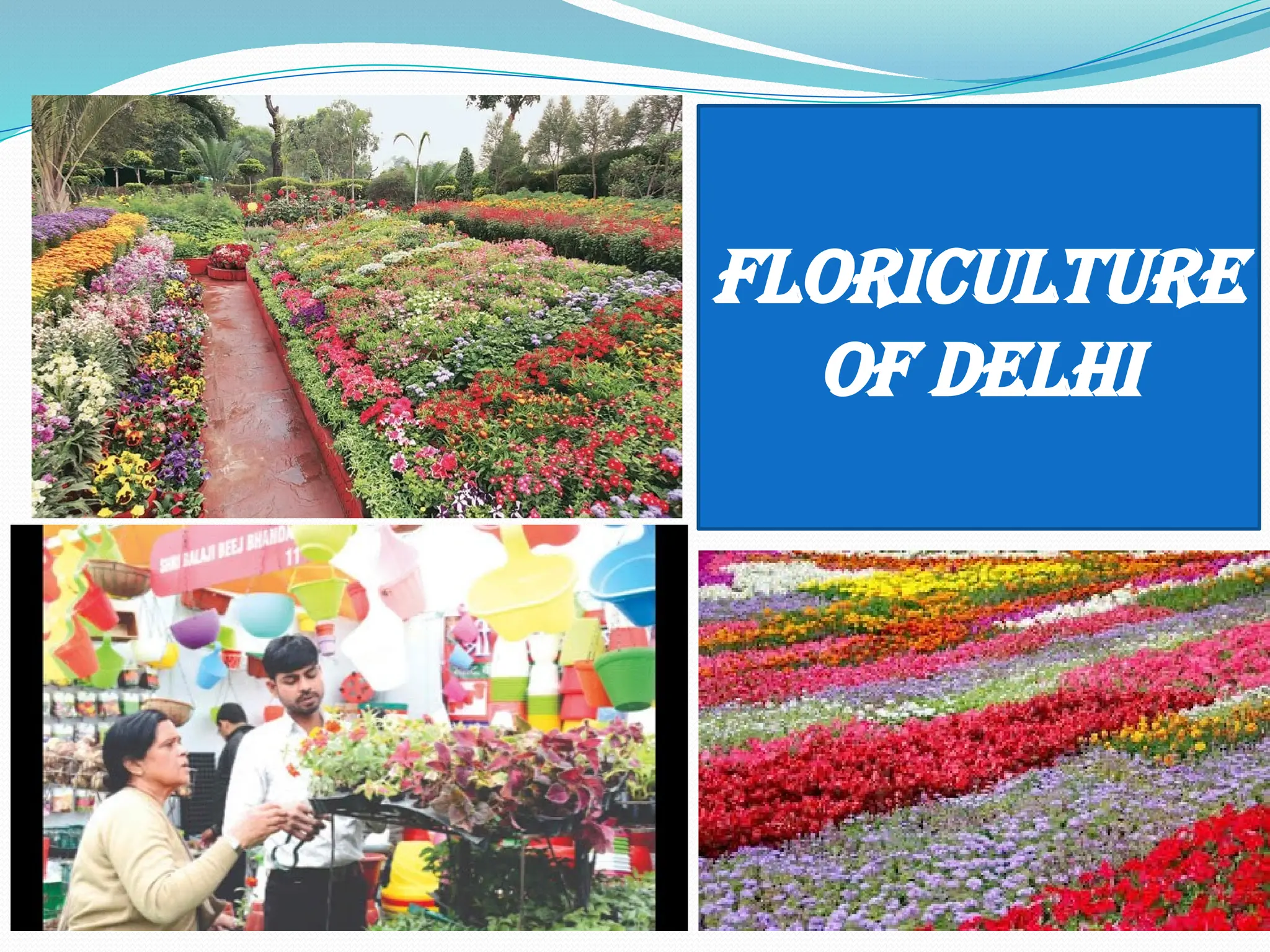SIKKIM PROJECT OF SCIENCE PPT of floriculture | PPTX