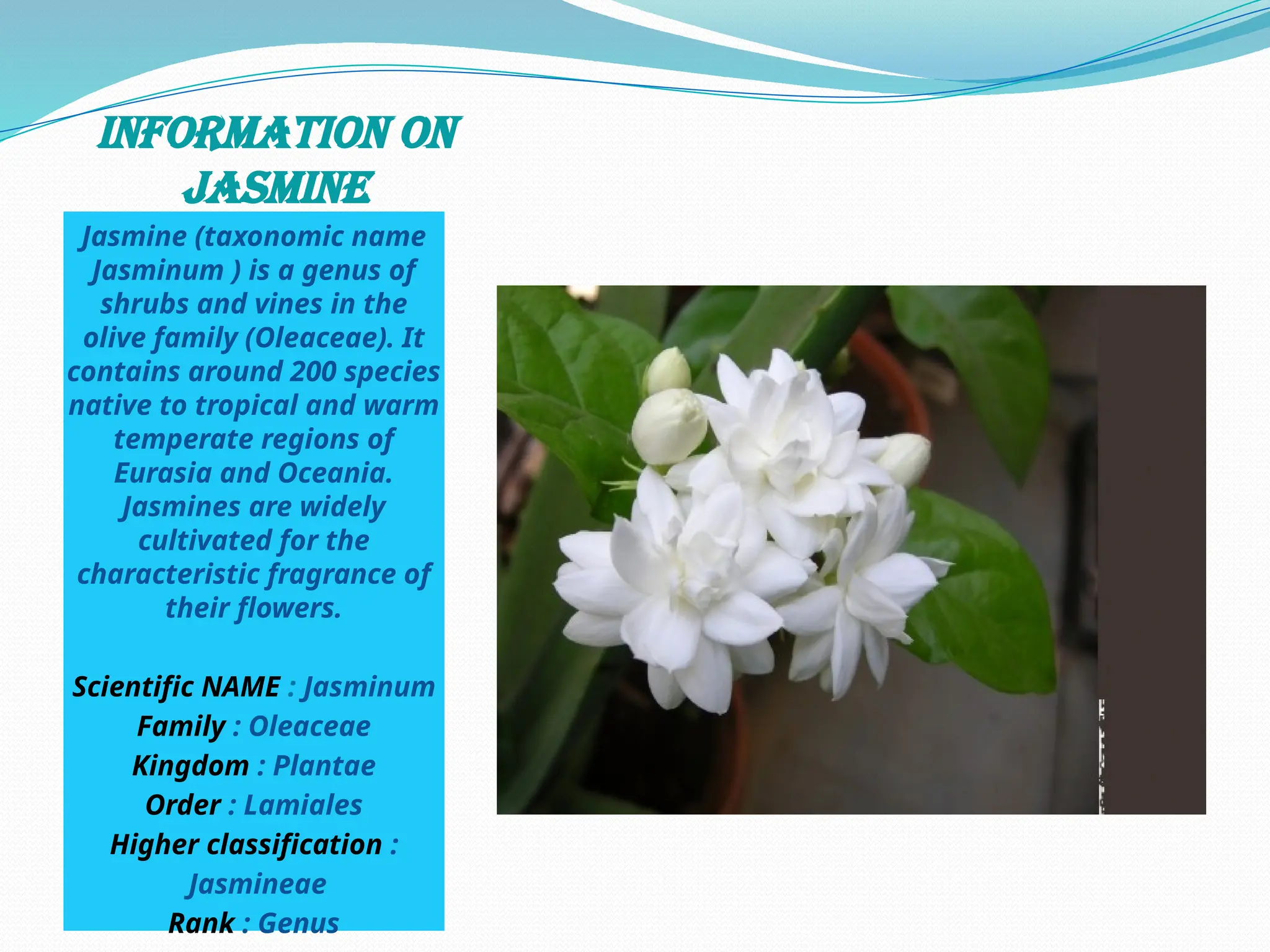SIKKIM PROJECT OF SCIENCE PPT of floriculture | PPTX