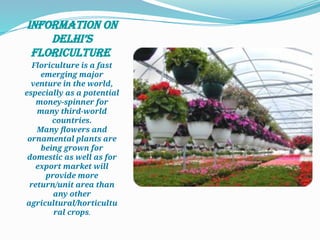 SIKKIM PROJECT OF SCIENCE PPT of floriculture | PPTX
