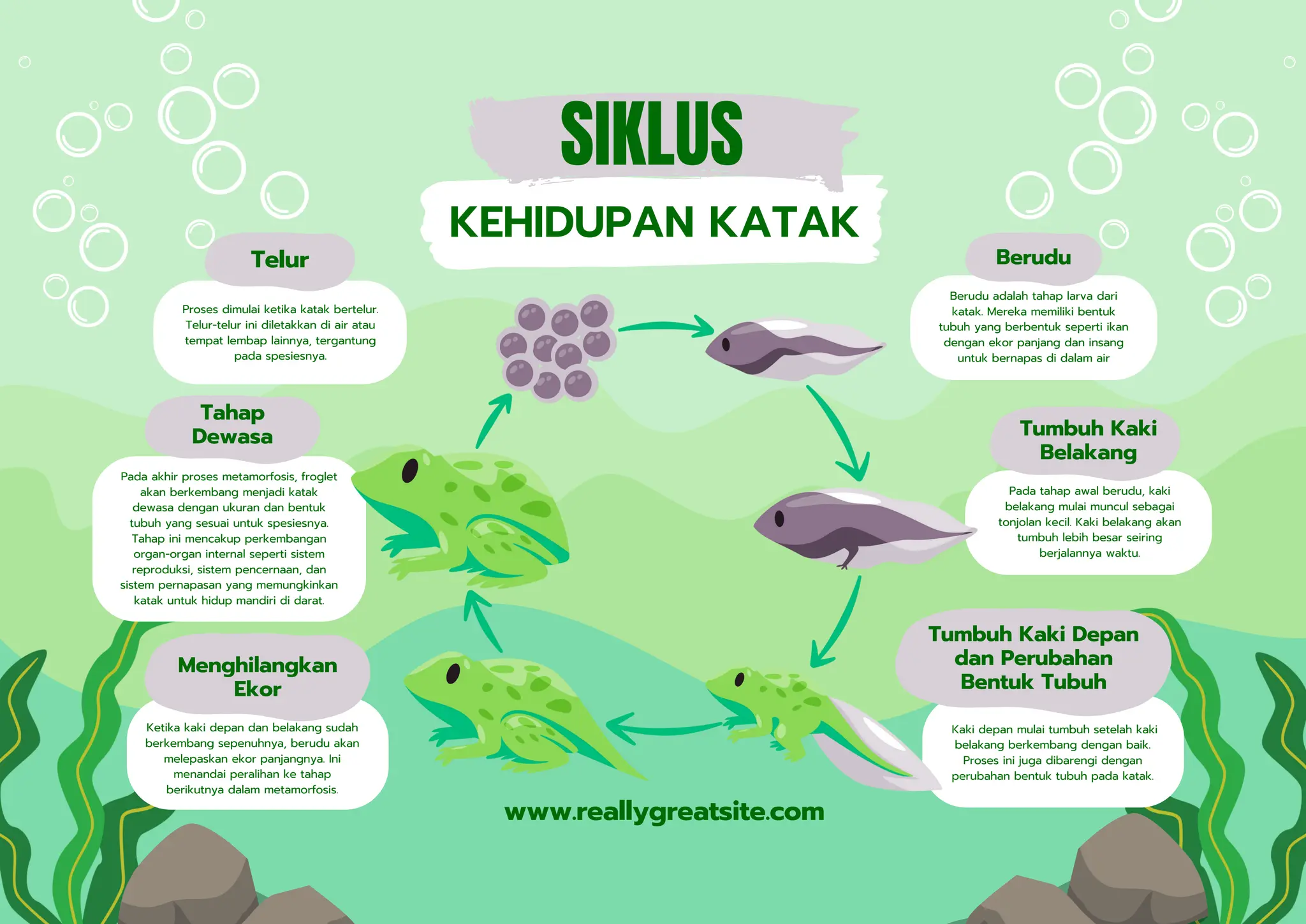SIKLUS Kehidupan katak metamorfosis sempurna.pdf