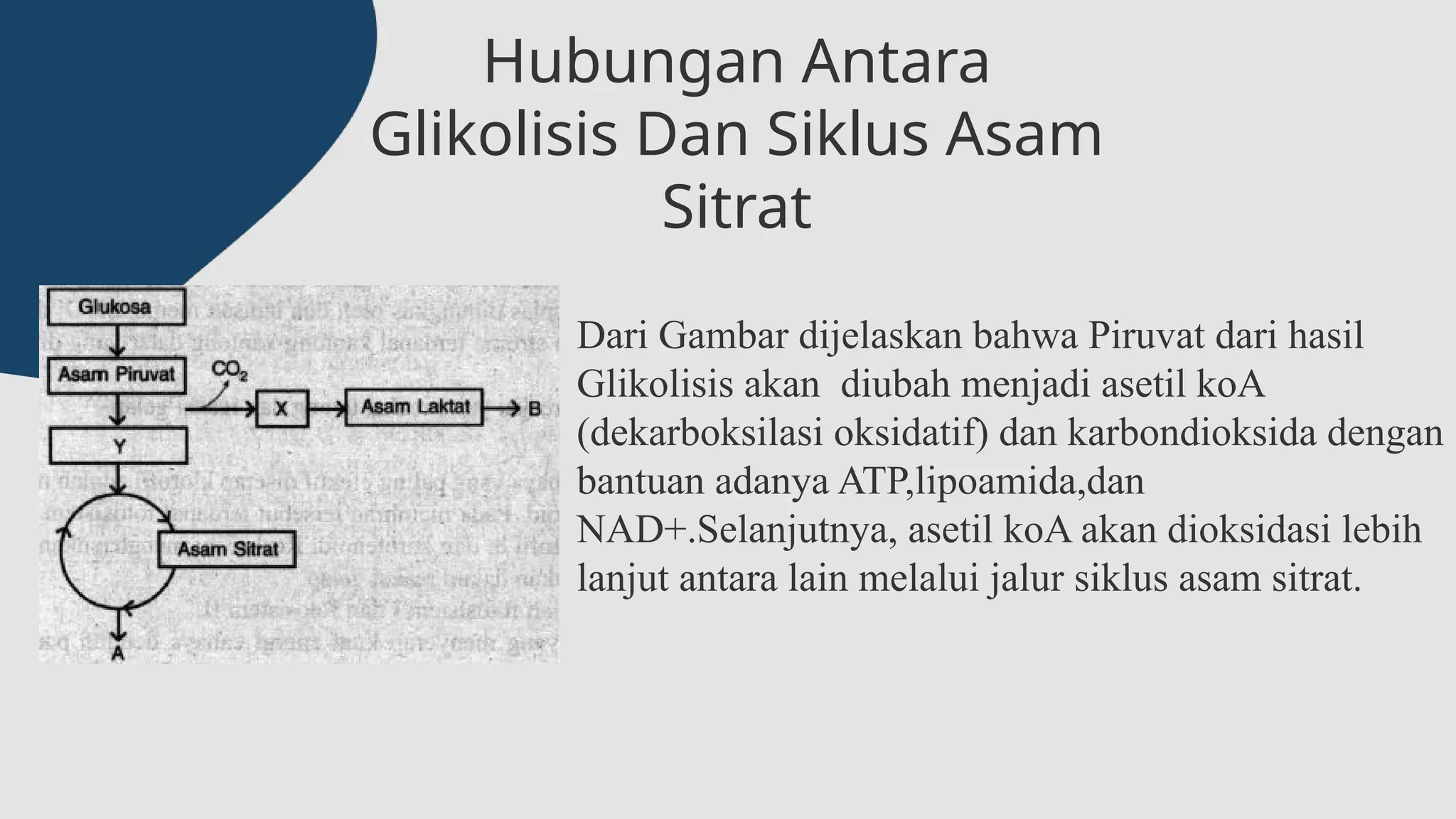 Siklus Asam Sitrat dan Fosforilasi Oksidatif .Kelompok m.pptx