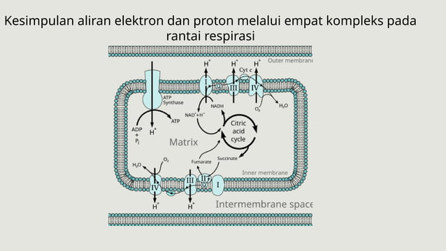 Siklus Asam Sitrat dan Fosforilasi Oksidatif .Kelompok m.pptx