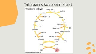 Siklus Asam Sitrat dan Fosforilasi Oksidatif .Kelompok m.pptx