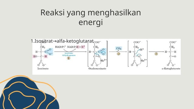 Siklus Asam Sitrat dan Fosforilasi Oksidatif .Kelompok m.pptx