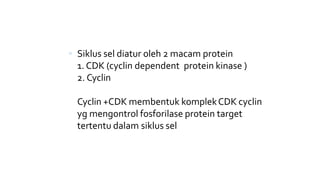 siklus cel biomedik.pptx