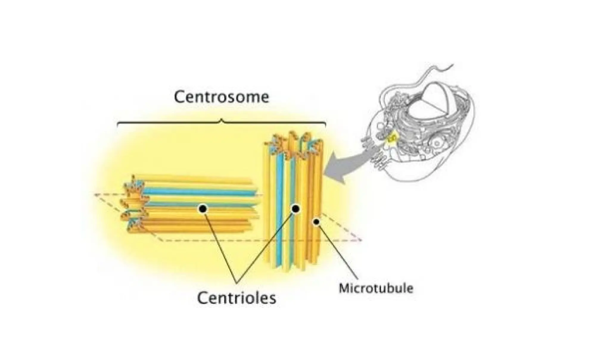 Siklus dan Pembelahan Sel. mitosis dan meiosis | PPTX