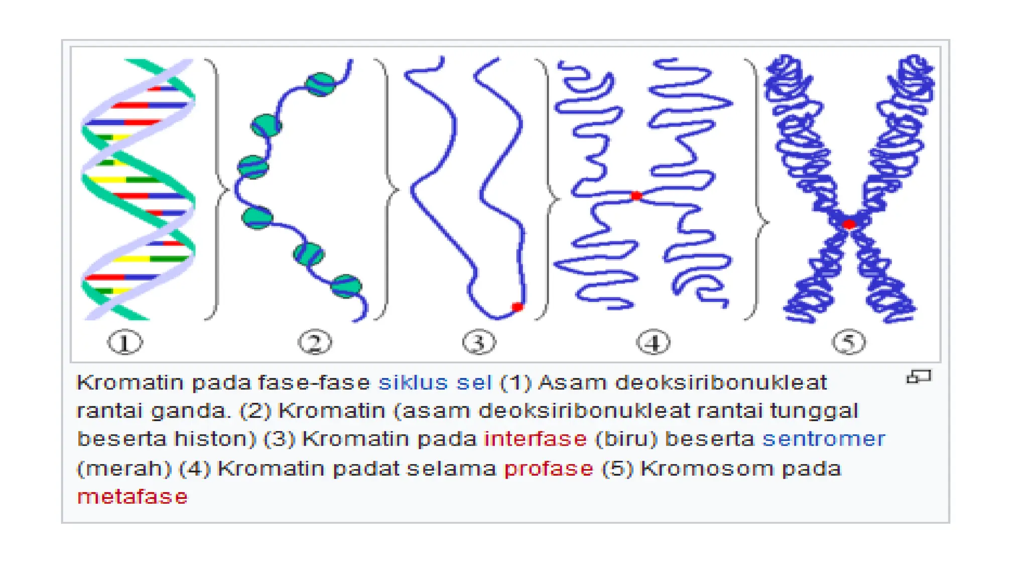 Siklus dan Pembelahan Sel. mitosis dan meiosis | PPTX