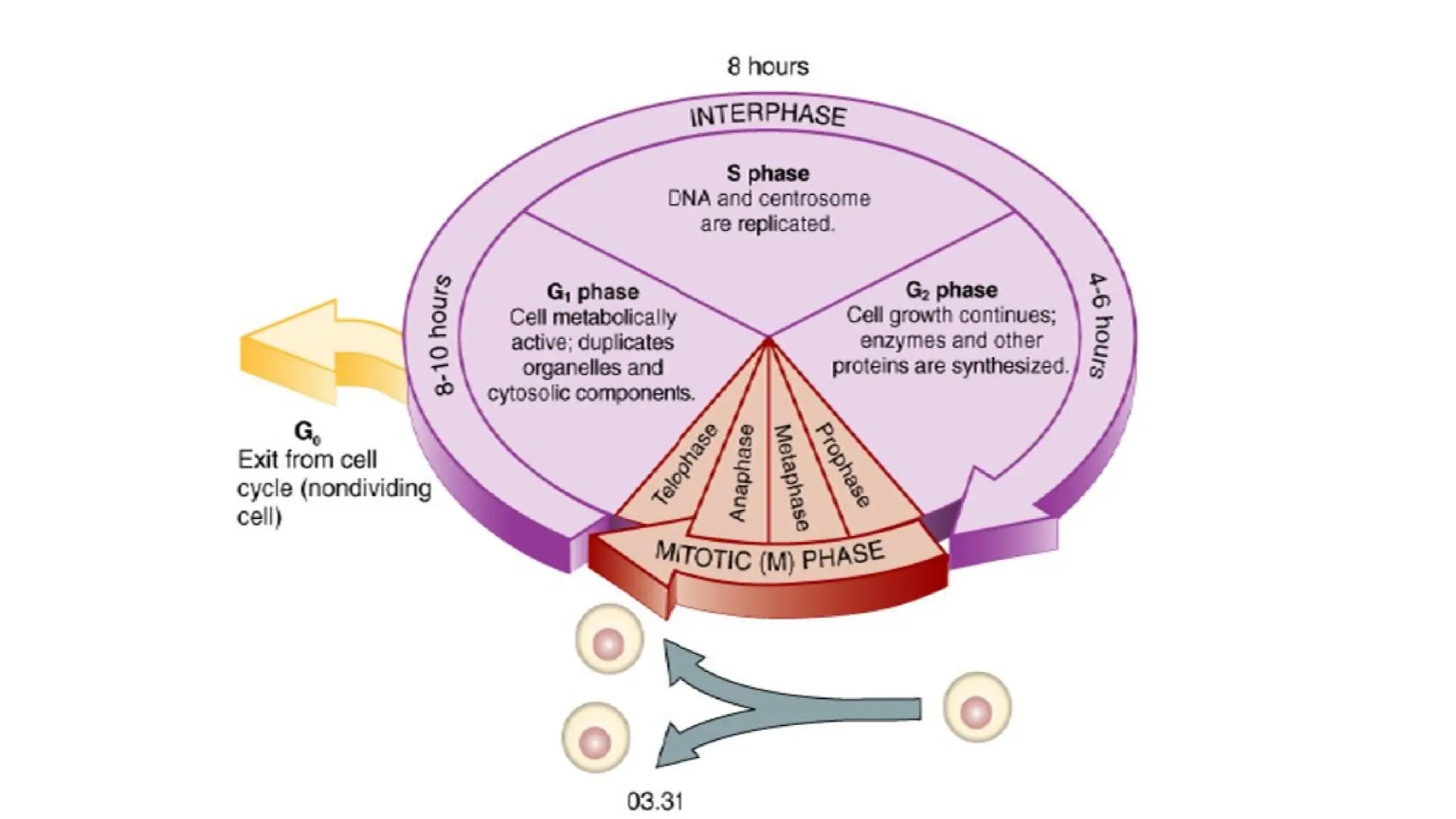 Siklus dan Pembelahan Sel. mitosis dan meiosis | PPTX