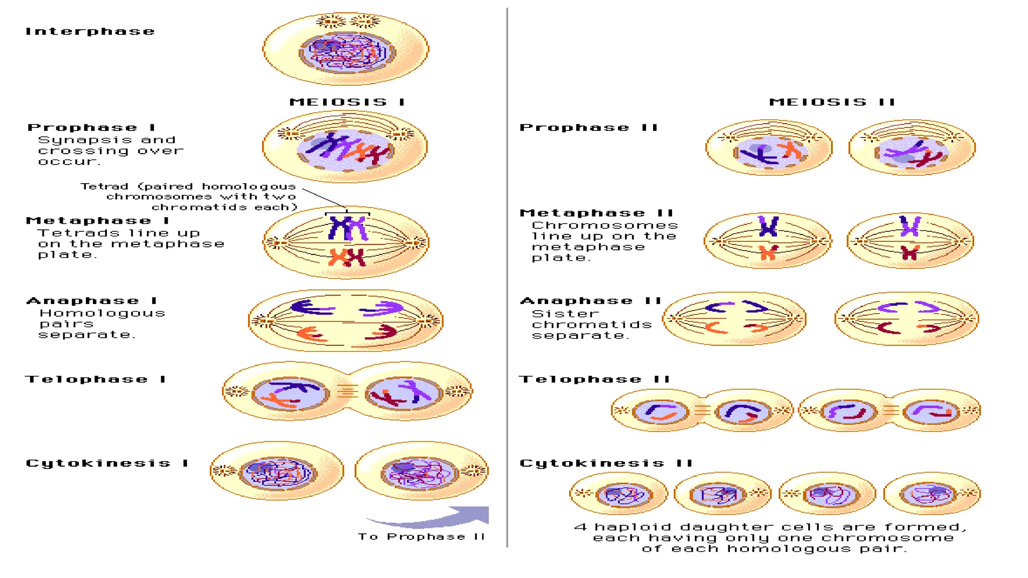 Siklus dan Pembelahan Sel. mitosis dan meiosis | PPTX
