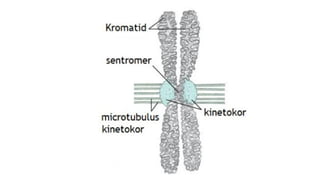Siklus dan Pembelahan Sel. mitosis dan meiosis | PPTX