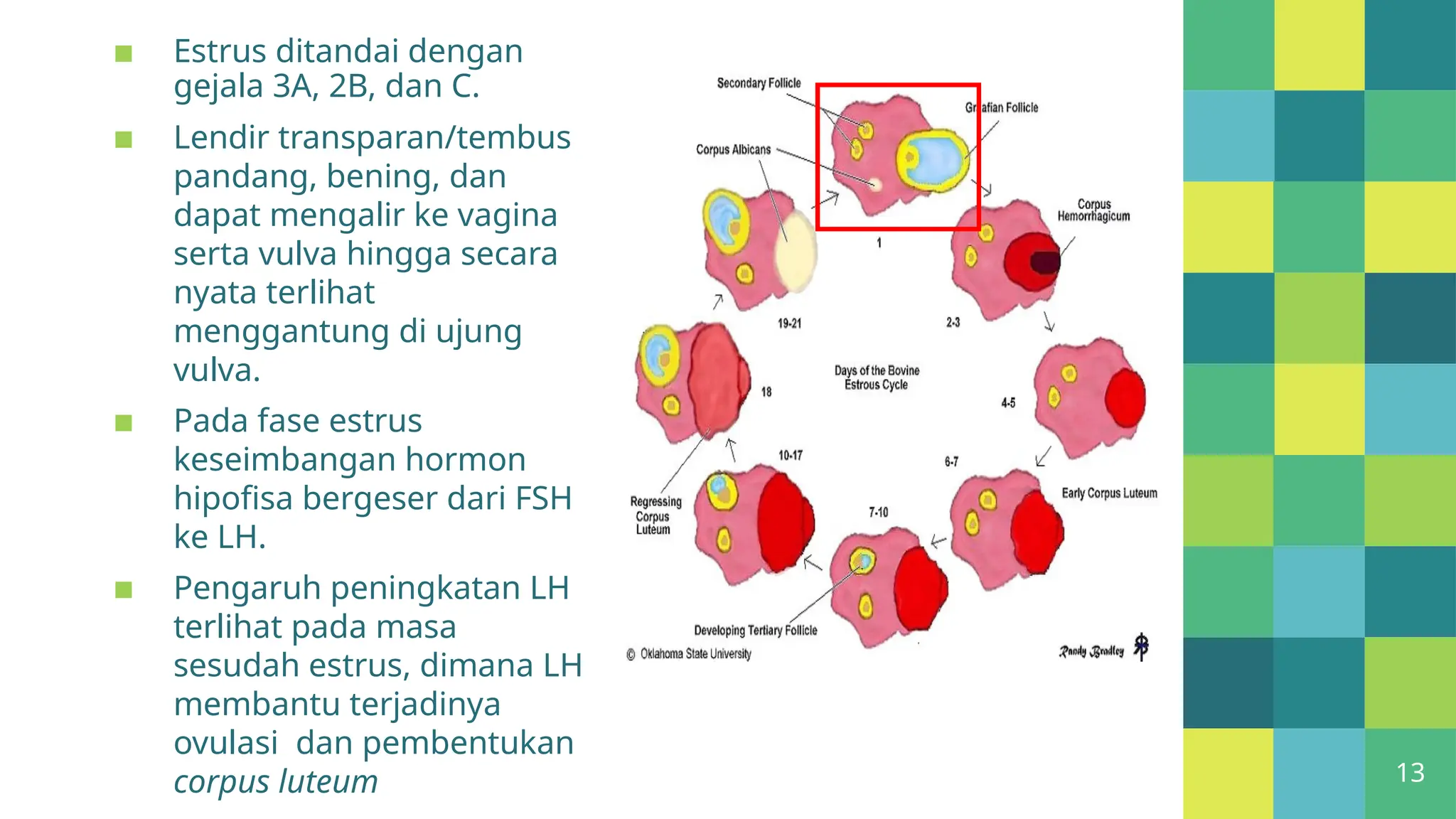 SIKLUS ESTRUS PADA TERNAK BETINA DAN TERNAK JANTAN | PPTX