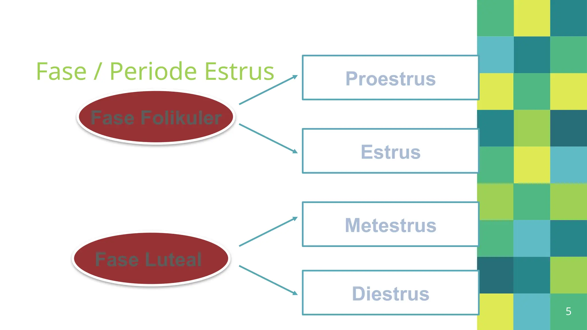 SIKLUS ESTRUS PADA TERNAK BETINA DAN TERNAK JANTAN | PPTX