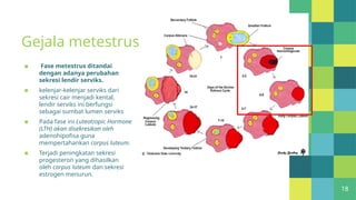 SIKLUS ESTRUS PADA TERNAK BETINA DAN TERNAK JANTAN | PPTX