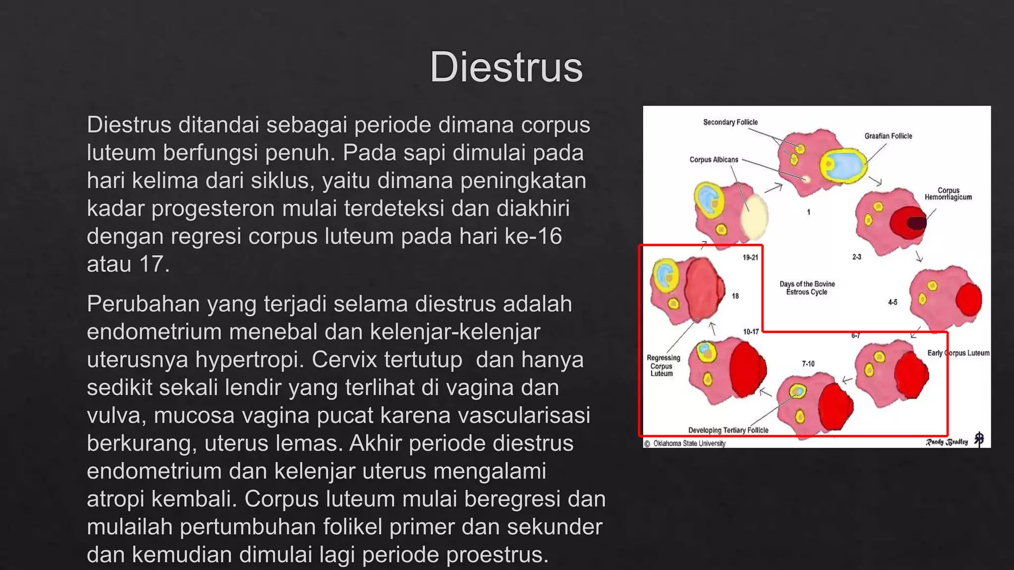 Siklus estrus pada sapi (kelompok 2) | PPTX