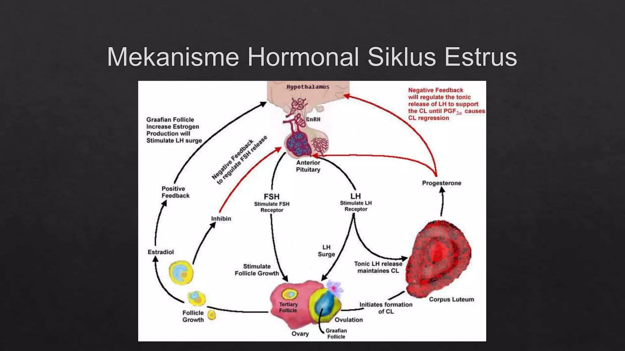 Siklus estrus pada sapi (kelompok 2) | PPTX