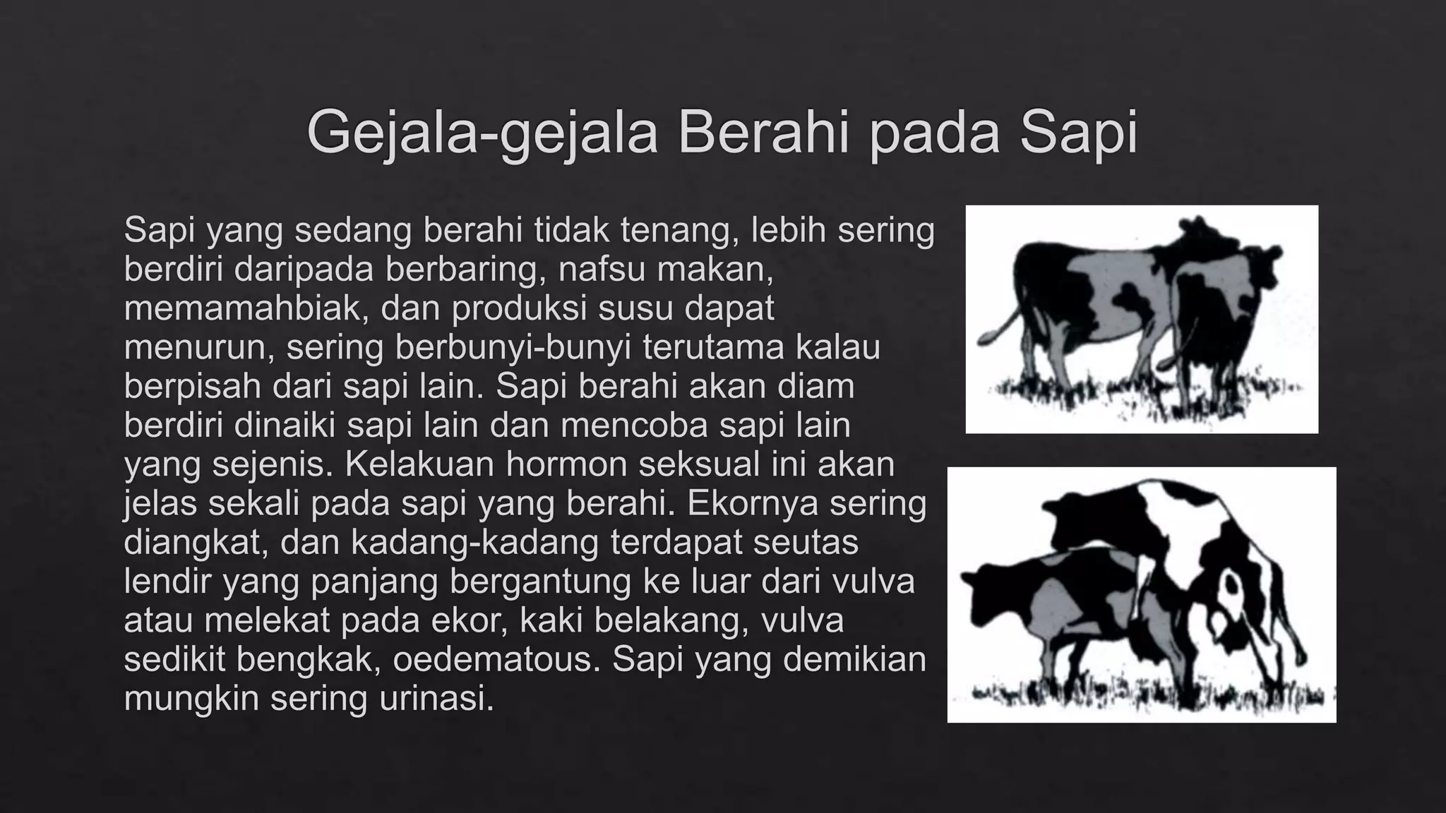 Siklus estrus pada sapi (kelompok 2) | PPTX