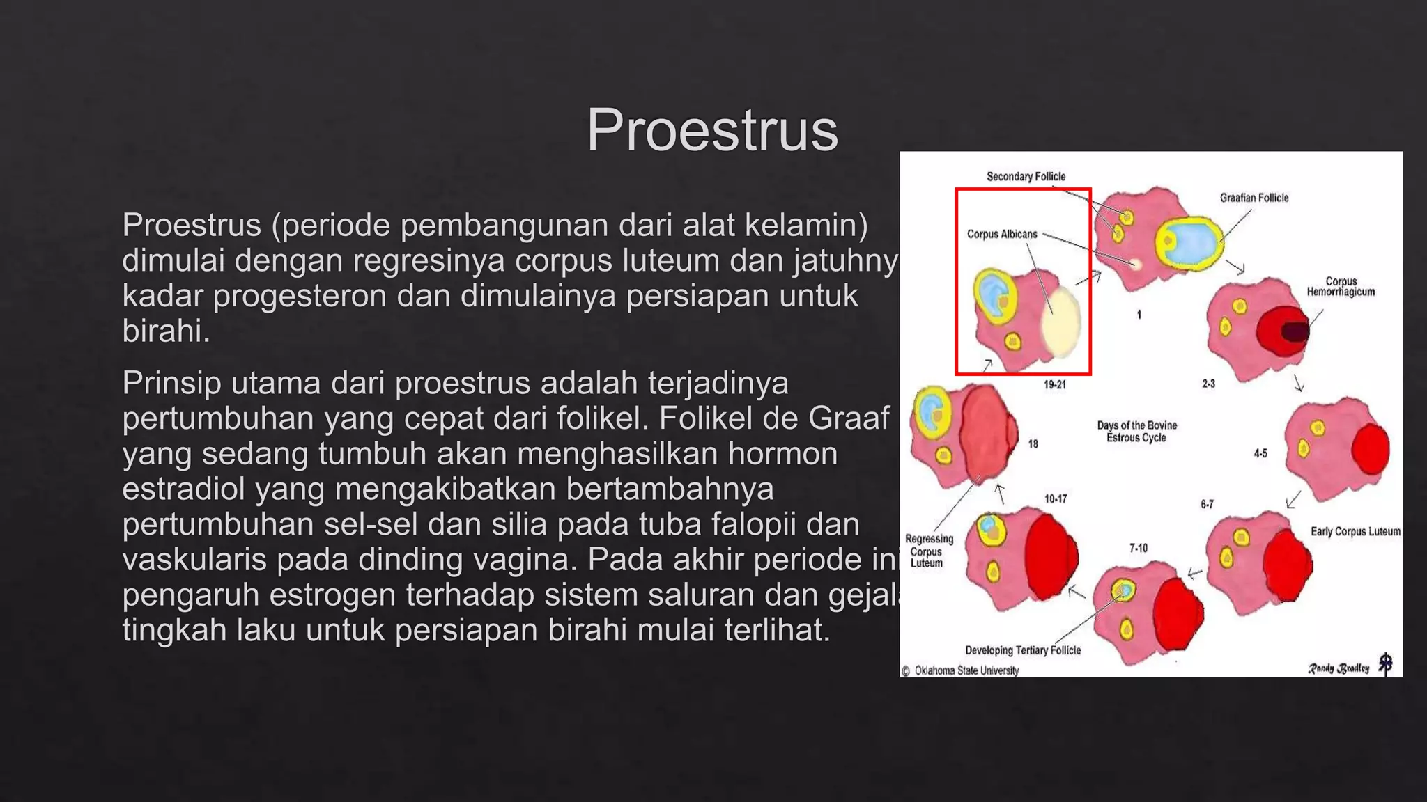 Siklus estrus pada sapi (kelompok 2) | PPTX