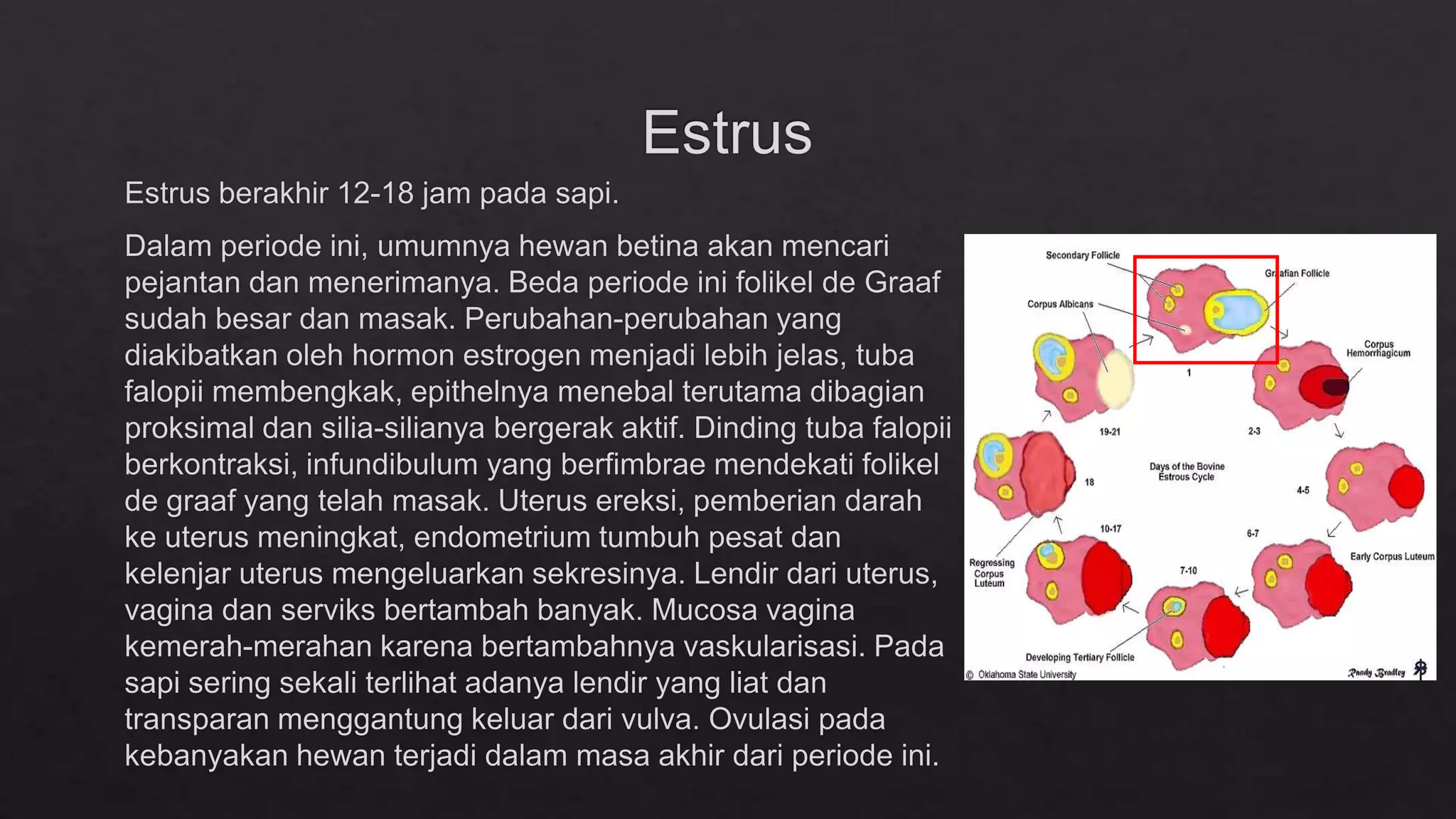 Siklus estrus pada sapi (kelompok 2) | PPTX