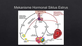 Siklus estrus pada sapi (kelompok 2) | PPTX
