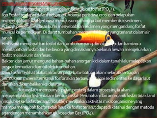 Siklus fosfor | PPT