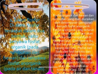 Siklus fosfor | PPT
