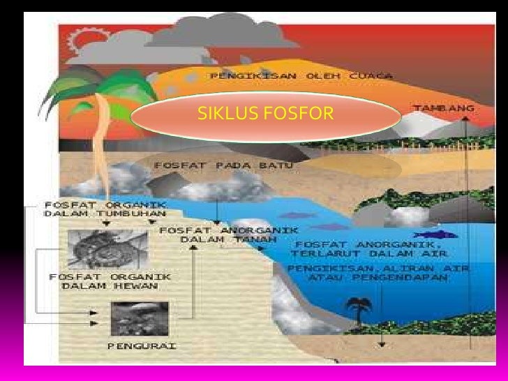 Siklus fosfor