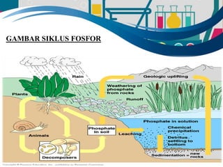 Siklus fospor | PPTX