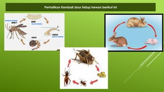 siklus hewan dalam pelajaran sekolah dasar.pptx