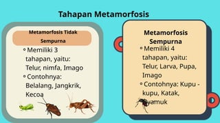 SIKLUS HIDUP metamorfosis HEWAN.pptx.pptx