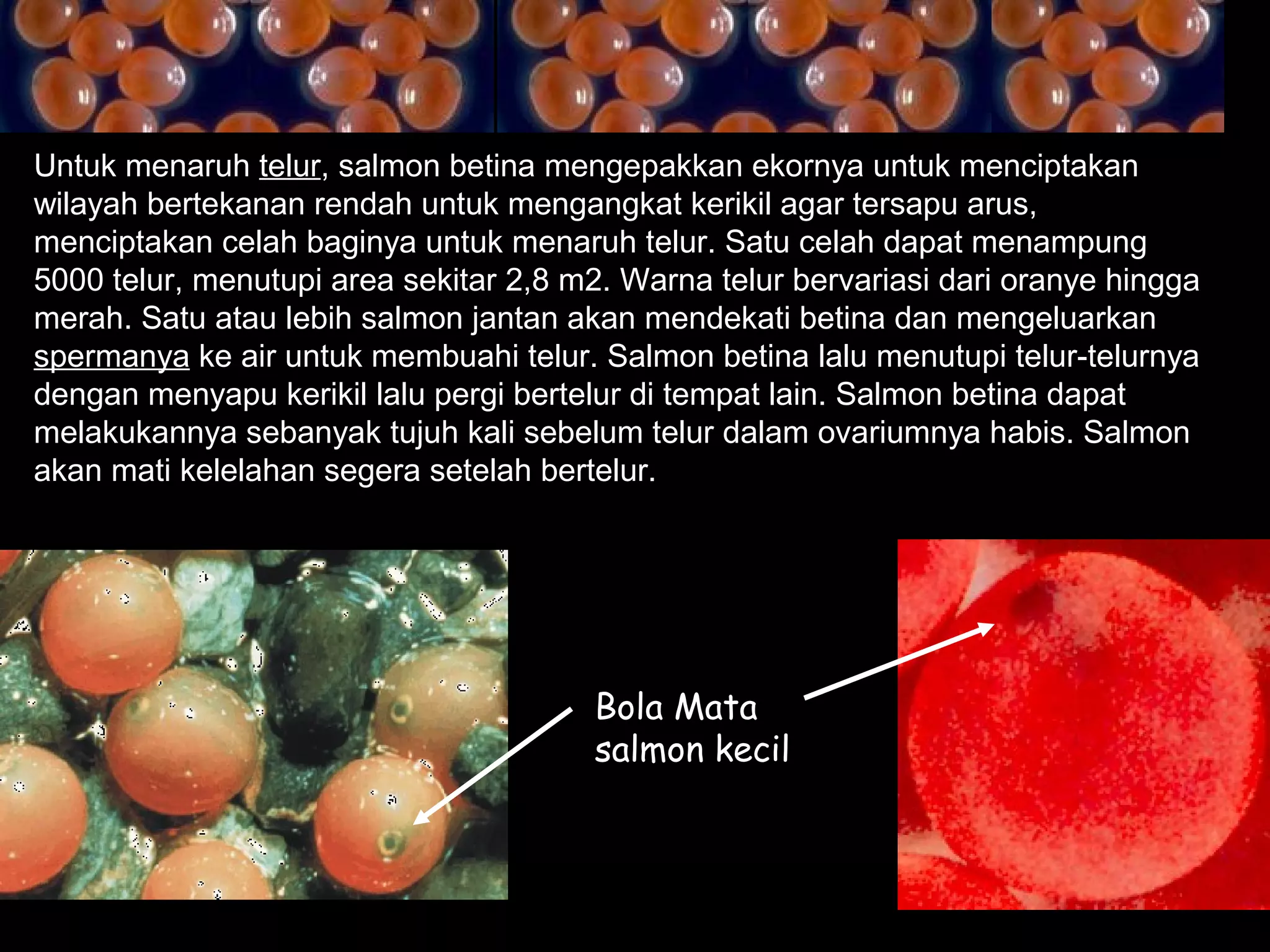 Siklus hidup ikan salmon | PPT