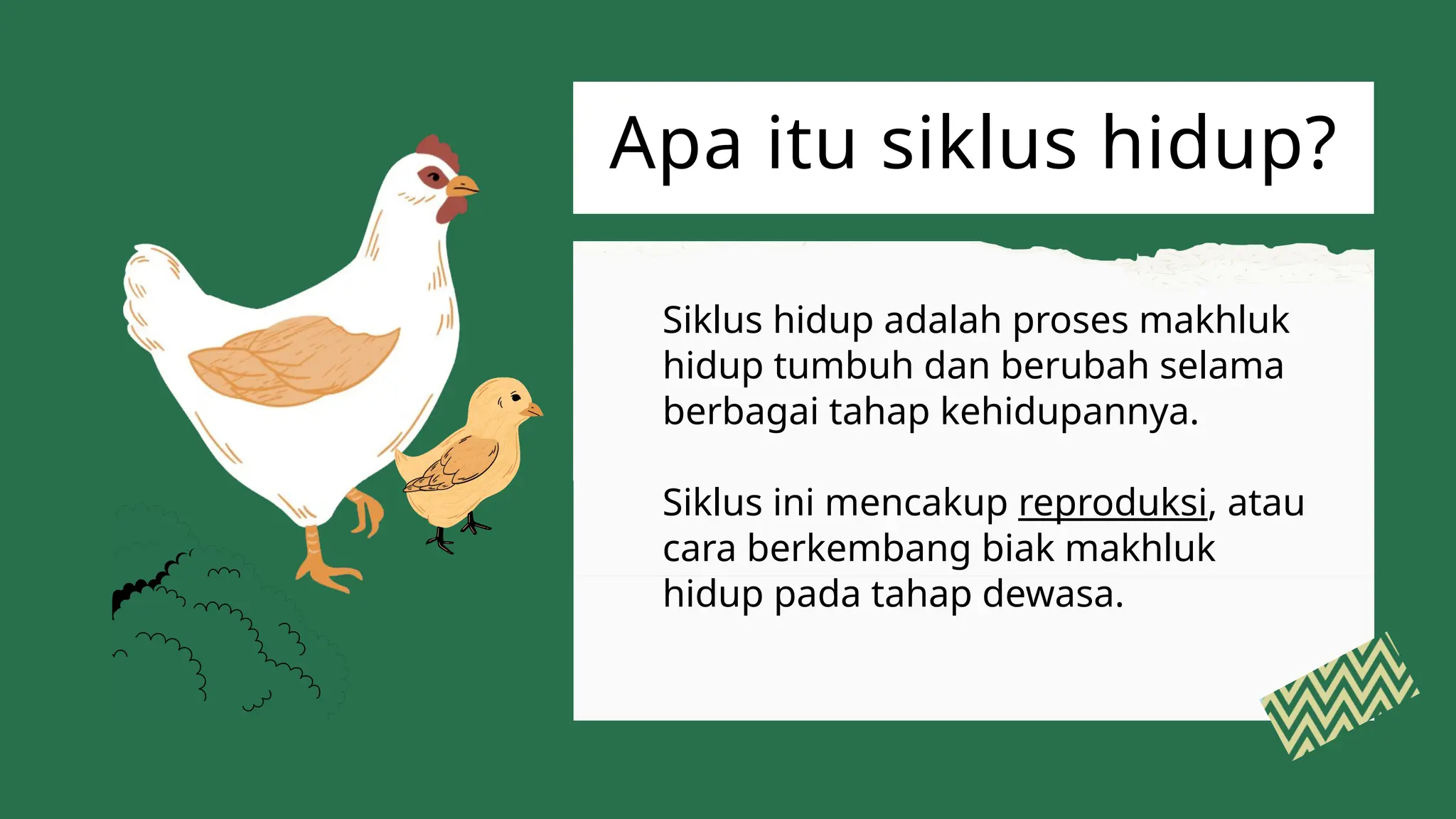 Siklus Hidup makhluk hidup manusia hewan | PPTX