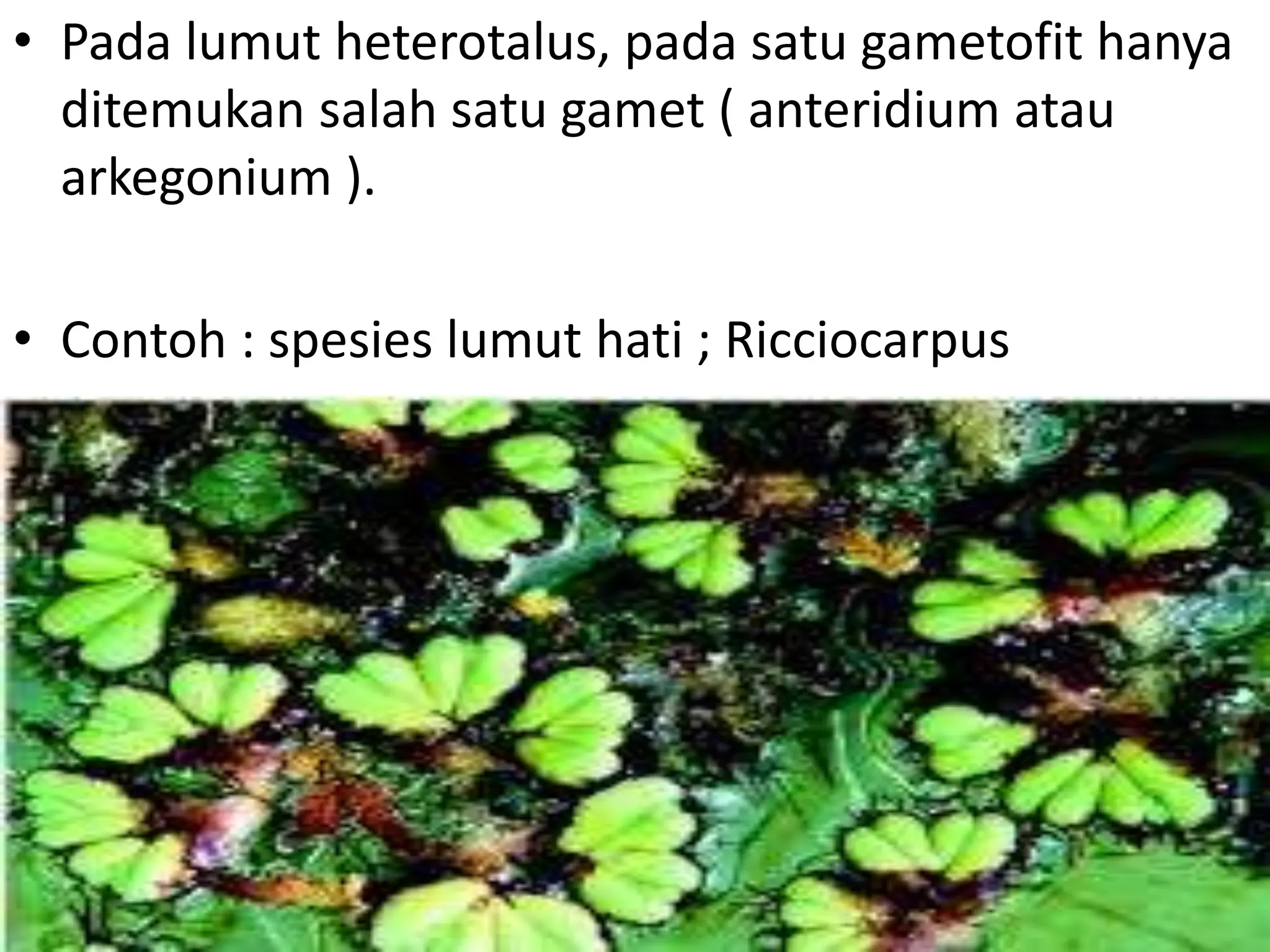 SIKLUS HIDUP TUMBUHAN LUMUT | PPTX