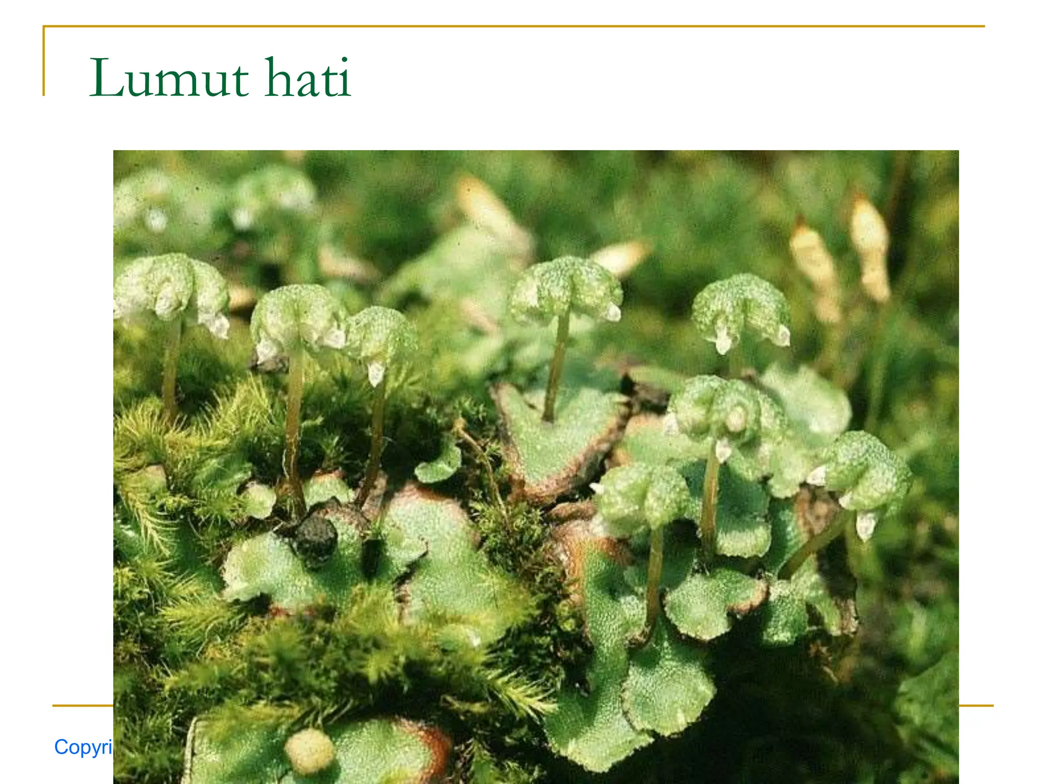 Siklus Hidup Tumbuhan Lumut.ppt