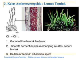 Siklus Hidup Tumbuhan Lumut.ppt