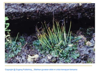 Siklus Hidup Tumbuhan Lumut.ppt