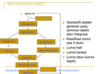 Siklus Hidup Tumbuhan Lumut.ppt