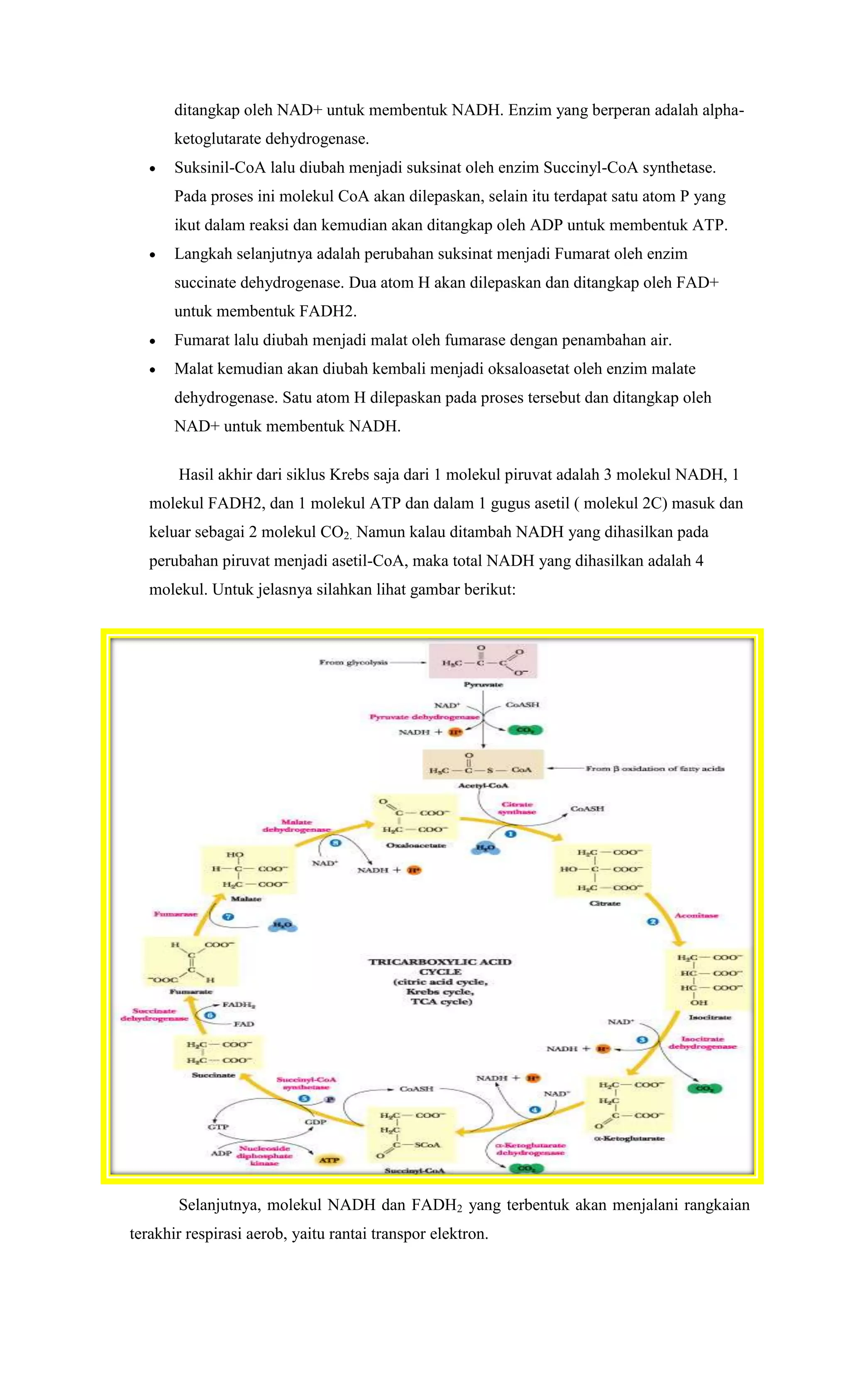 Siklus krebs AKPER MUNA | DOCX