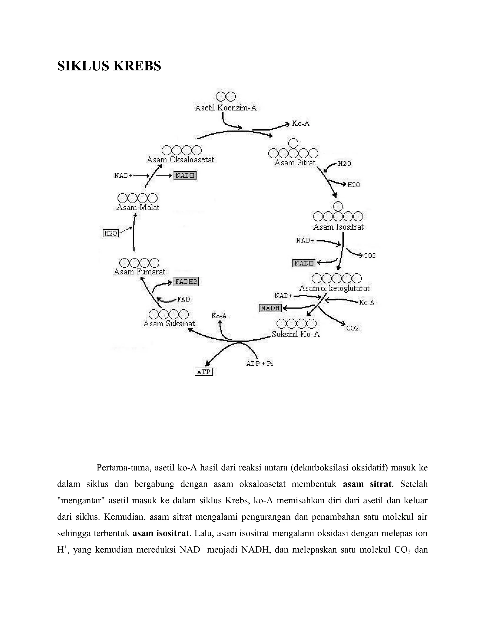 Siklus krebs AKPER PEMKAB MUNA | DOC