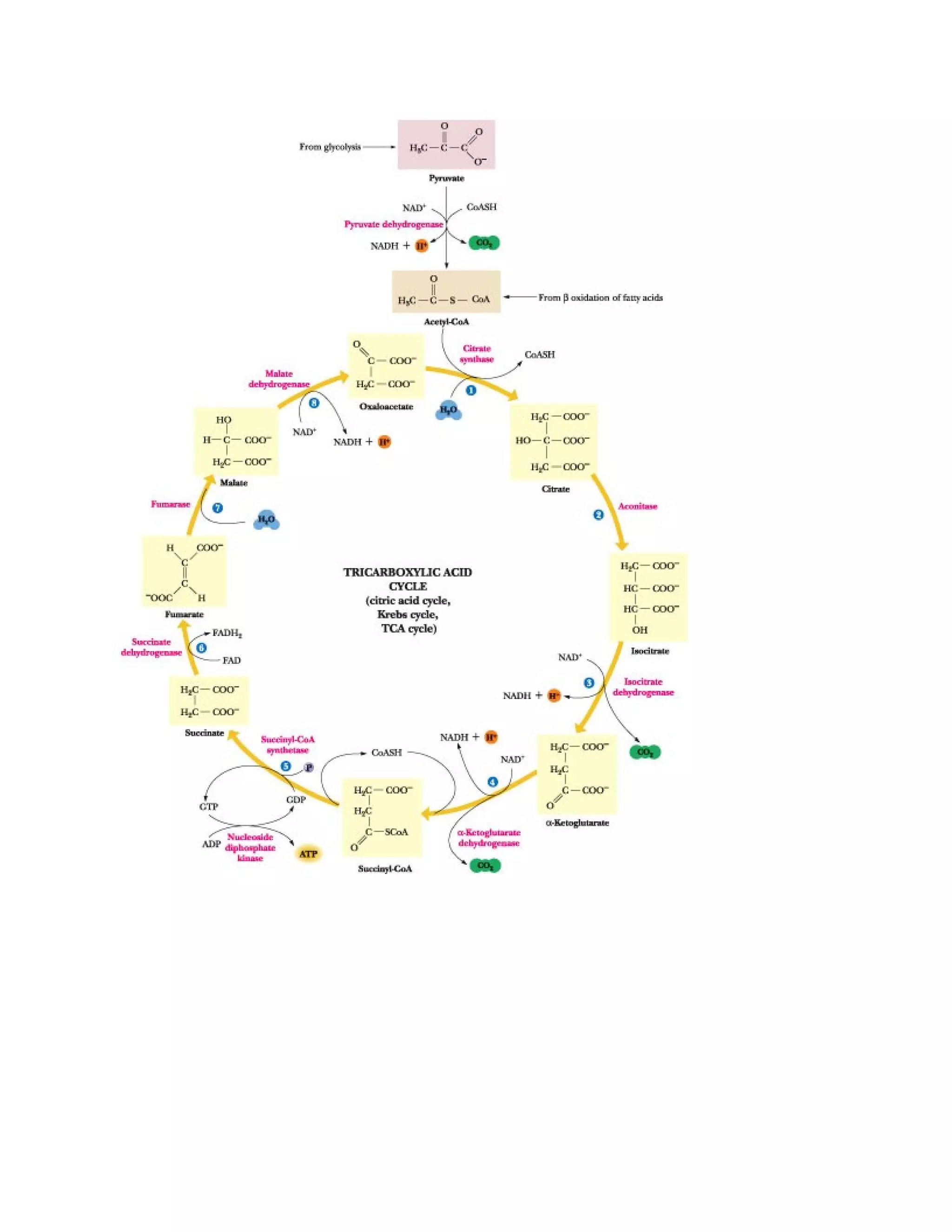 Siklus krebs AKPER PEMKAB MUNA | DOC