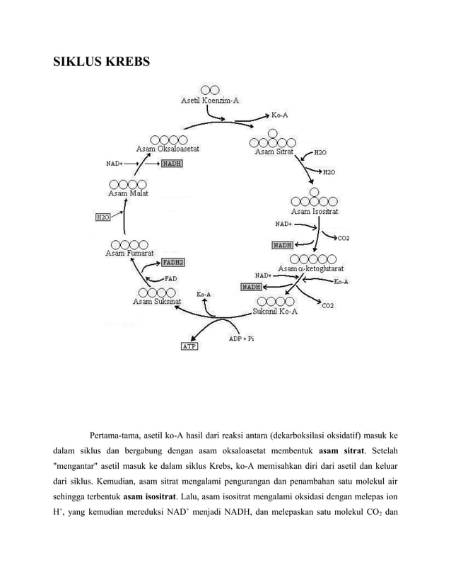 Siklus krebs | PDF