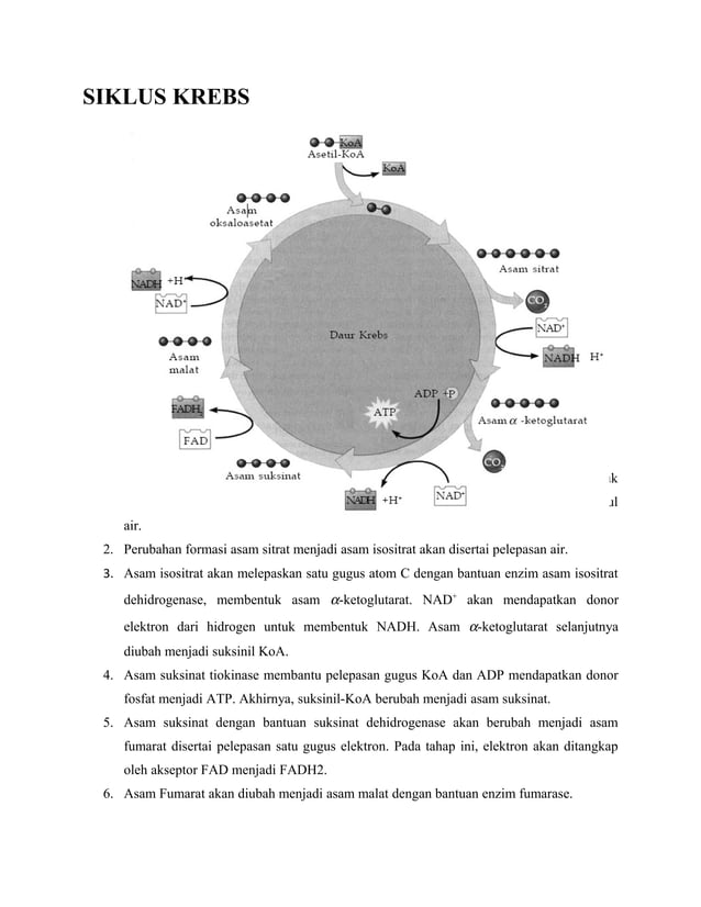 Siklus krebs | PDF